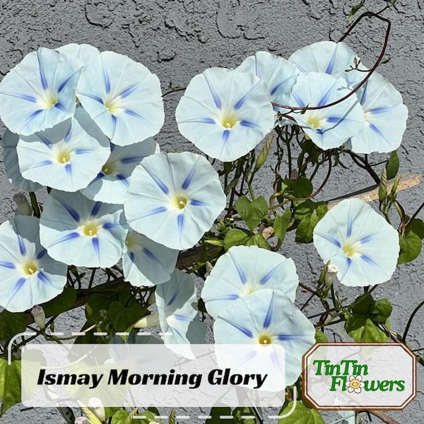 Morning Light - Etsy