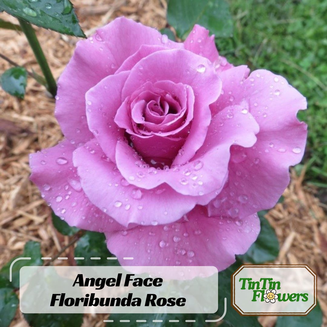 30 Seeds | Angel Face Floribunda Rose Seeds -perennial - Authentic ...