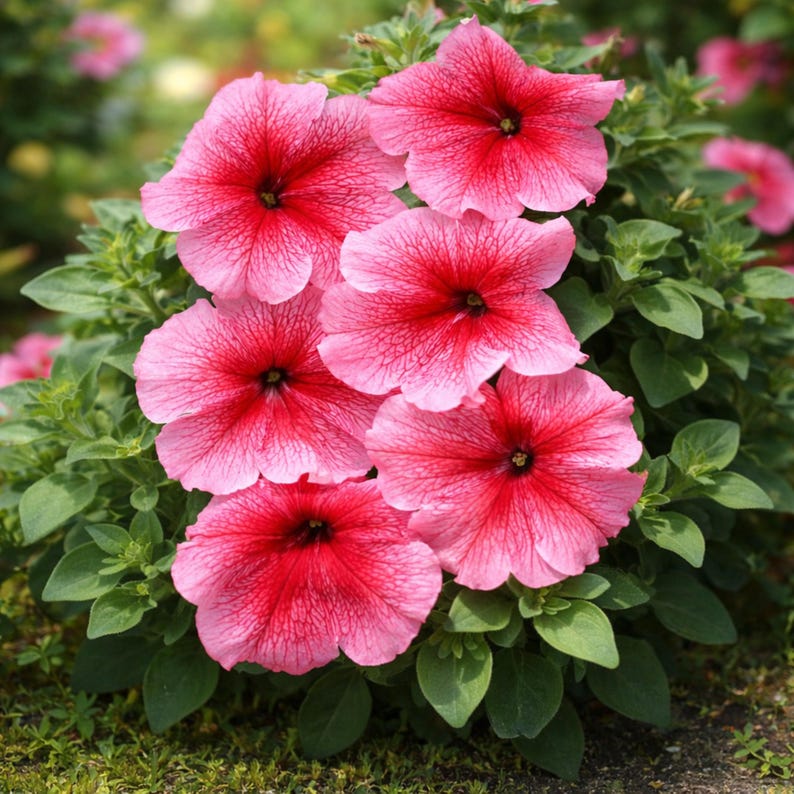 Daddy Red Petunia Seeds – Deep Red Veined Petunia Flowers – Large Bloom ...