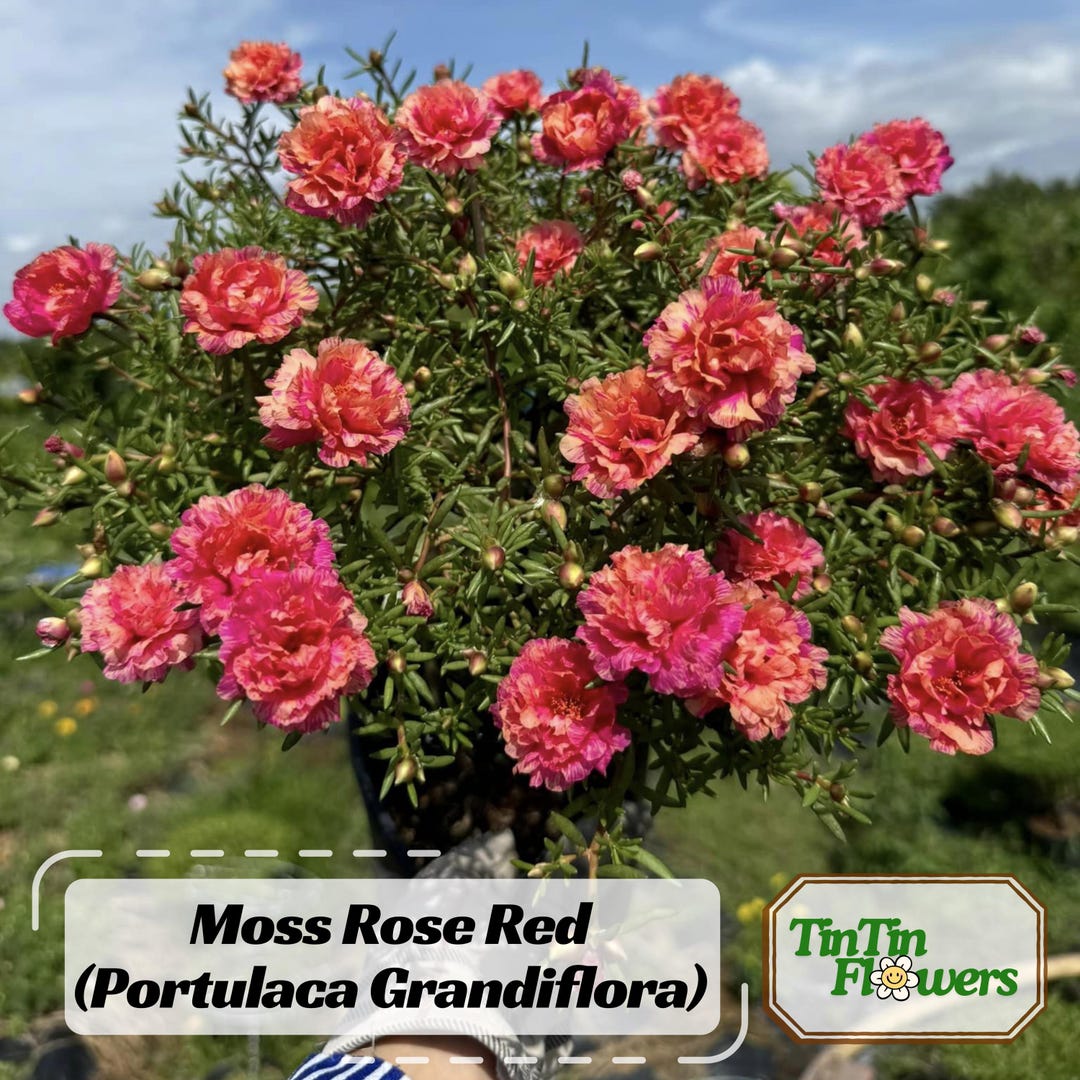 Moss Rose (portulaca Grandiflora Red) - Moss Rose Seeds - Heirloom ...