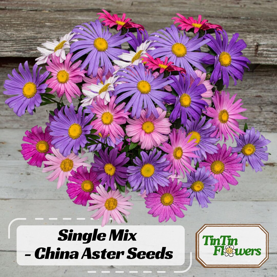 20 Seeds| Single Mix China Aster Seeds-callistephus Chinensis ...