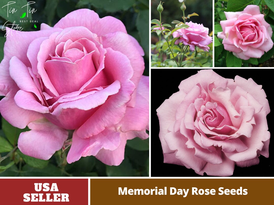 Pink Memorial Day Flower Rose Seeds perennial authentic Seeds-flowers ...