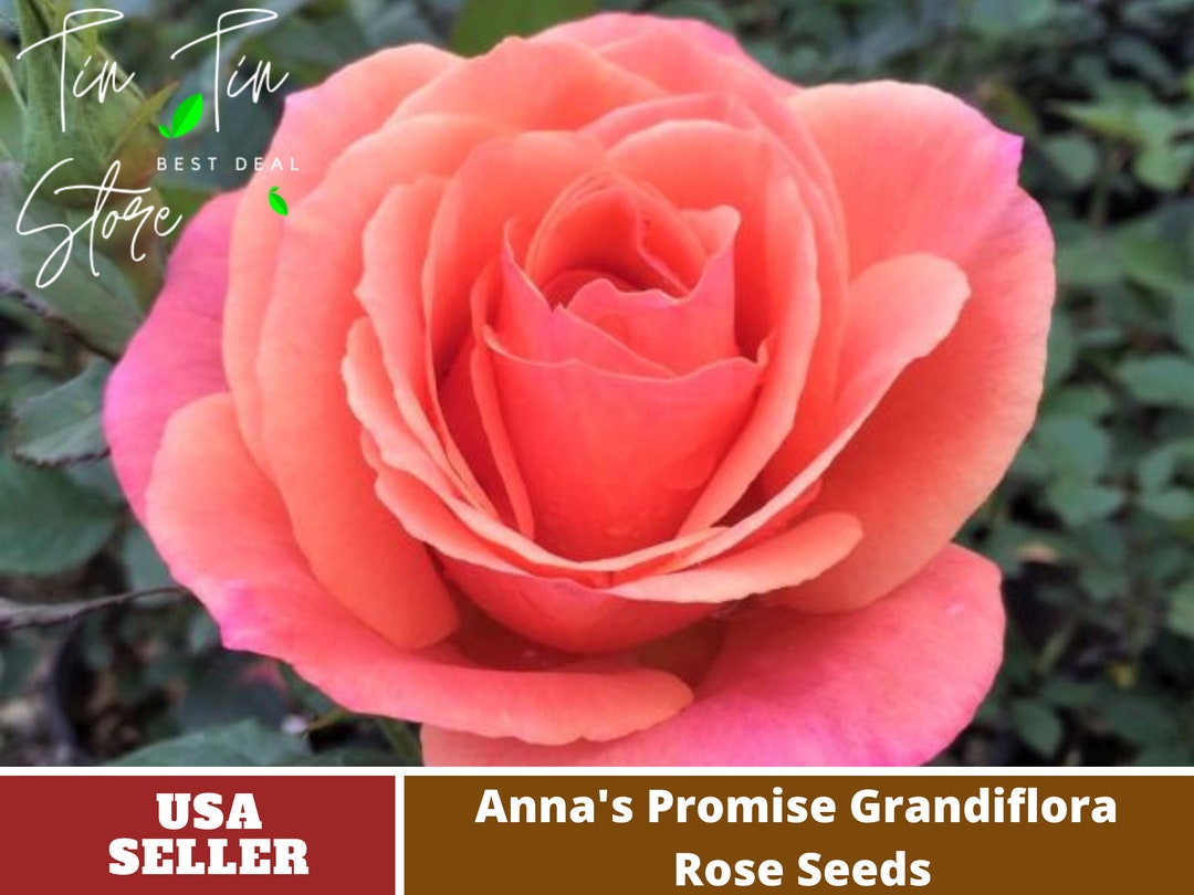 Pink Anna's Promise Grandiflora Rose Seeds Perennial authentic Seeds ...