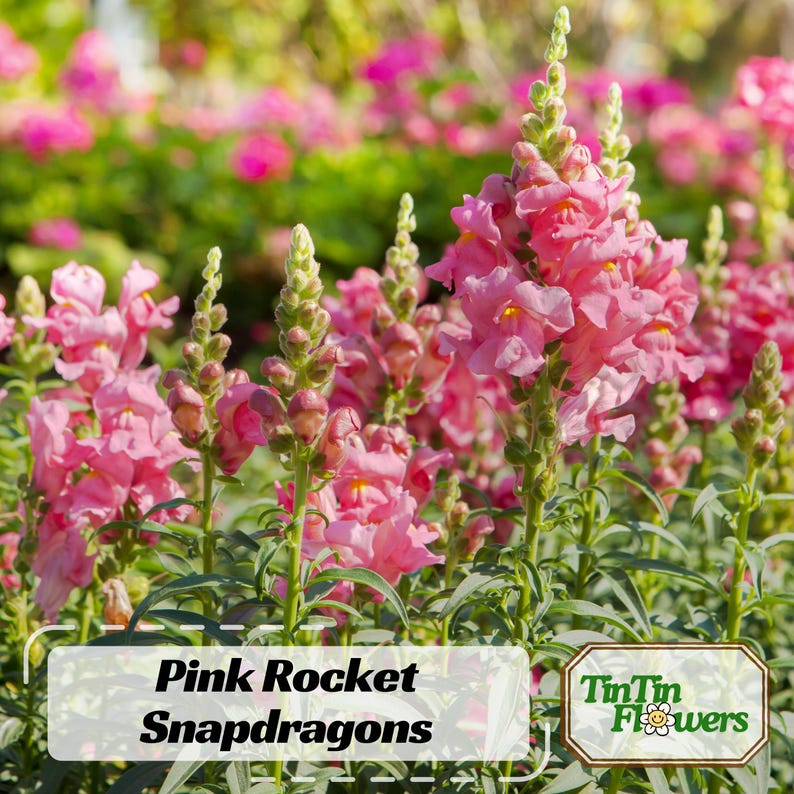 30+ Pink Rocket Snapdragons Seeds - Cold Resistant - Potted - Attracts ...