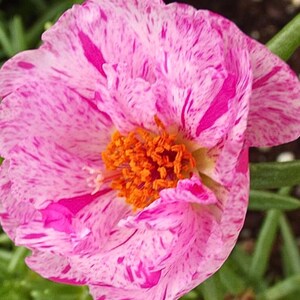 Moss Rose Seeds - Peppermint - Portulaca Seeds - Drought Resistant ...