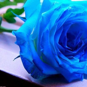 Light Blue Rose Seeds-perennial - Authentic Seeds - Mix Seeds - Late ...