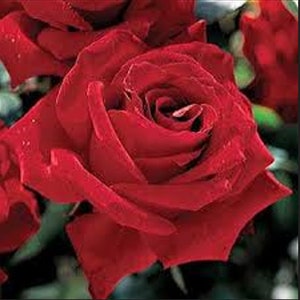 Red Hybrid Tea Rose Seeds -perennial - Authentic Seeds - Mix Seeds ...