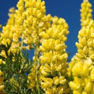 30+ Lupinus Densiflorus (yellow or Golden Lupine) Seeds- Bluebonnet ...