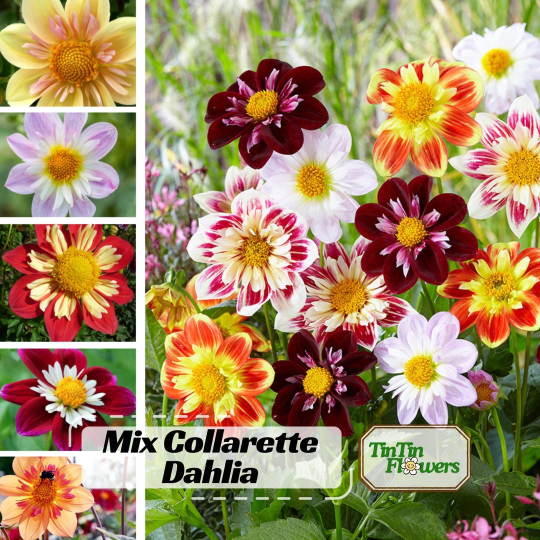 40+ Mixed Collarette Dahlia Seeds - Pollinator Friendly- Open ...