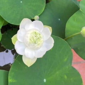 5+ Rare Seeds| Snow White Lotus Seeds - Micro/tea Cup Lotus - Indian ...