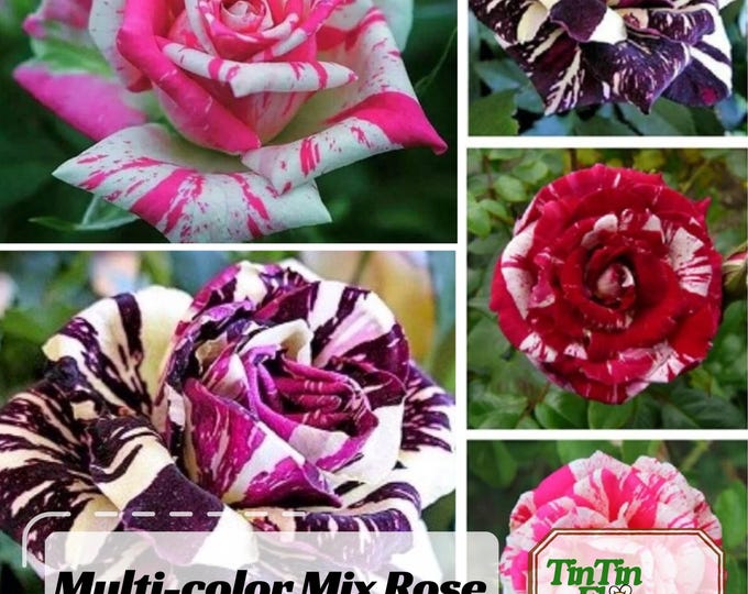Black Magic Hybrid Tea Rose Seeds -perennial -authentic Seeds-flowers ...