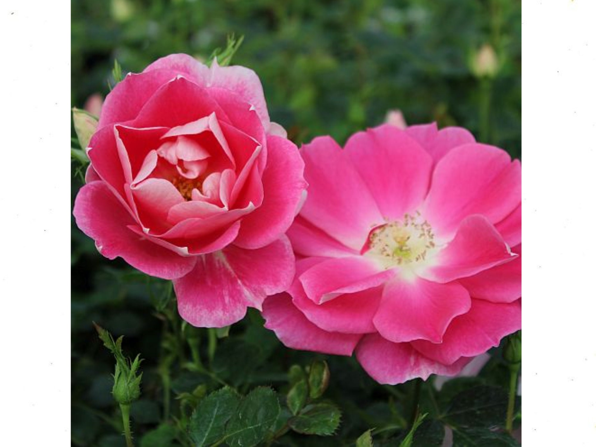 30 Rare Seeds-pink Carefree Wonder Rose Seeds-perennial - Etsy