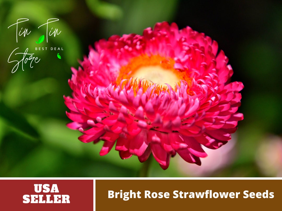 Red Bright Rose Strawflower Seedsperennial authentic Seeds-flowers ...