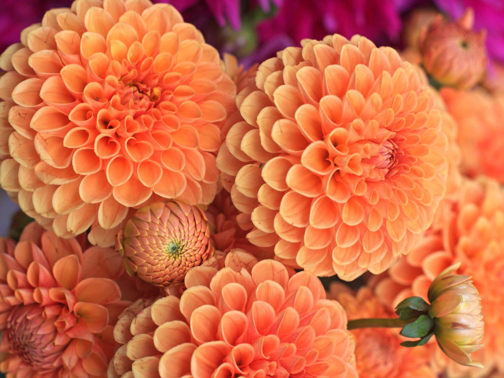 Orange Amber Queen Dahlia Perennial Flower Seeds-pollinator Friendly ...