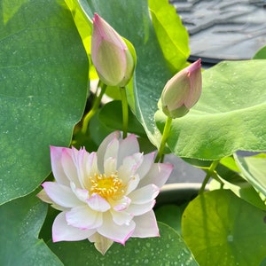 5+ Rare Seeds| Twinkle Toes Lotus -MINI LOTUS Seeds - Indian Lotus ...