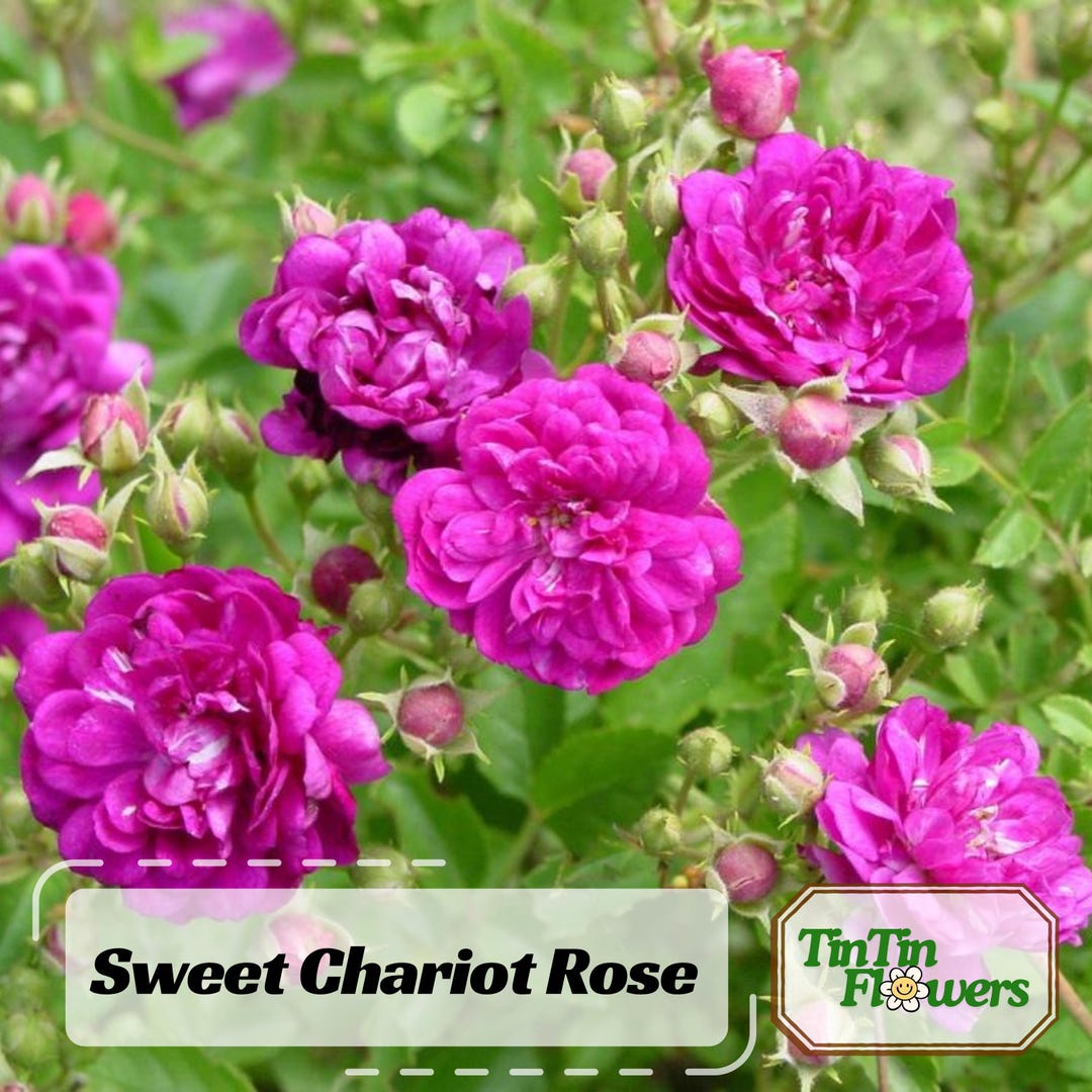 Sweet Chariot Rose Seeds -perennial - Authentic Seeds - Mix Seeds ...