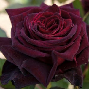 30+ Black Baccara Hybrid Tea Rose Seeds - Perennial -rare Deep Red ...