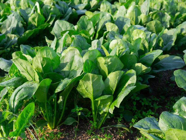 50 Seeds| Bloomsdale Long Spinach Seeds - Authentic -vegetables - Non ...