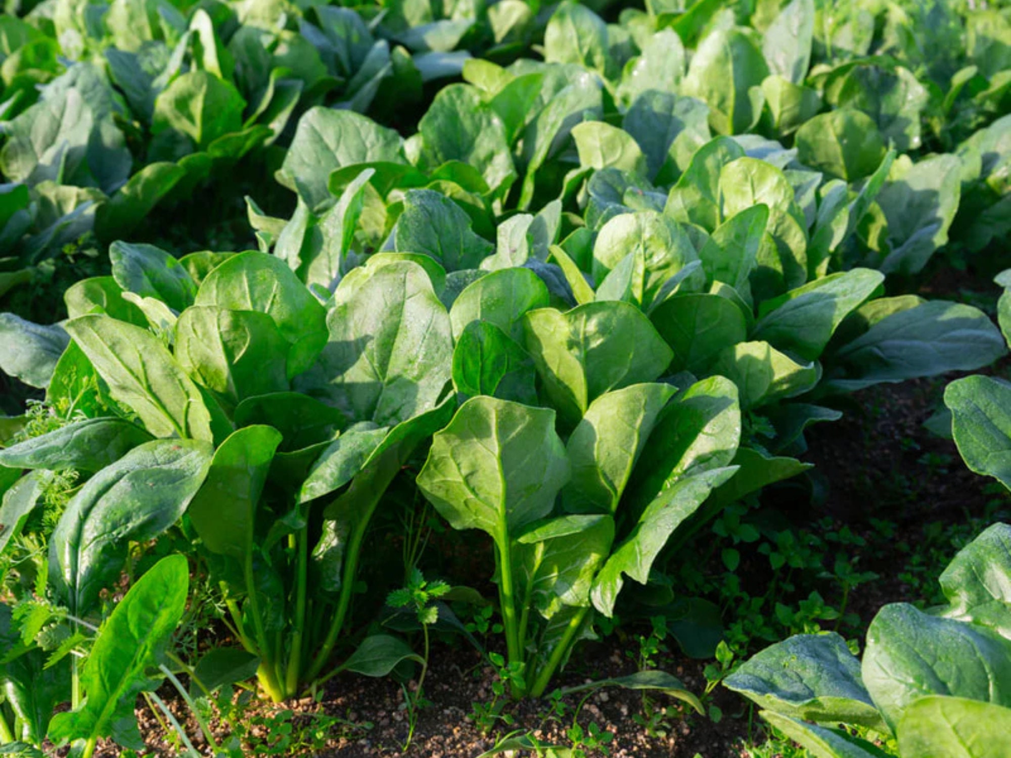 50 Seeds| Bloomsdale Long Spinach Seeds - Authentic -vegetables - Non ...