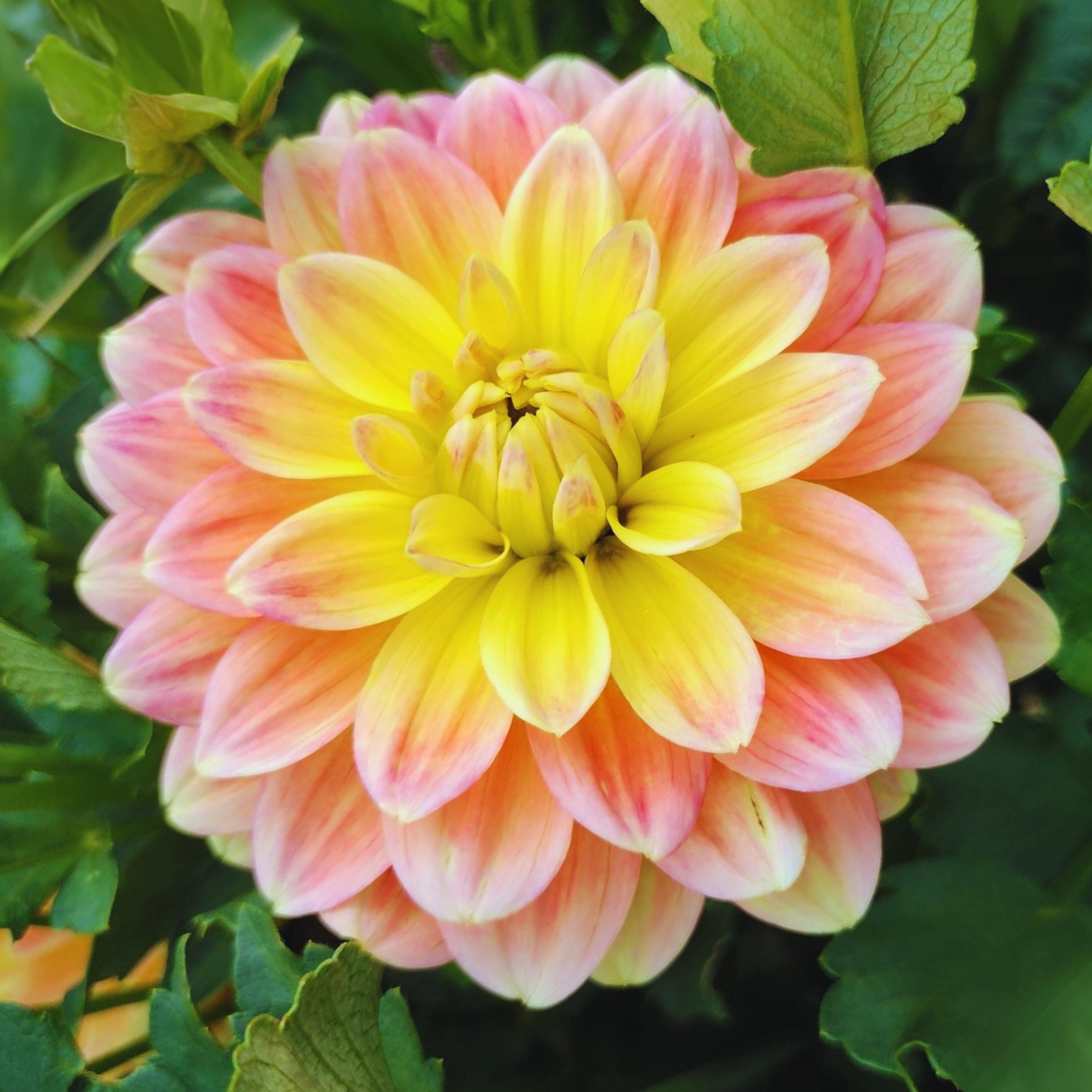 40+ October Sky Dahlia Seeds - Pollinator Friendly- Open Pollinated ...