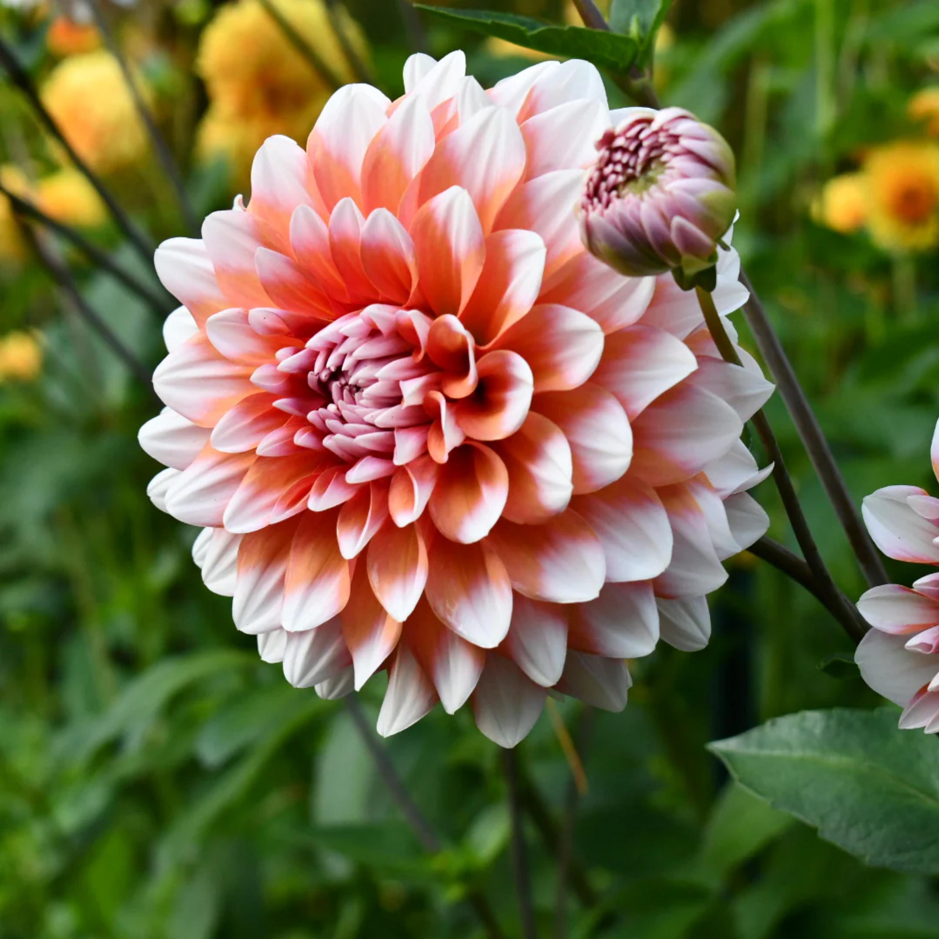 40 Seeds | A La Mode Dahlia Seeds -pollinator Friendly- Open Pollinated ...