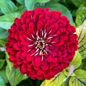 30+ Benary's Giant Deep Red Zinnia Seeds - Zinnia Elegans- Authentic ...