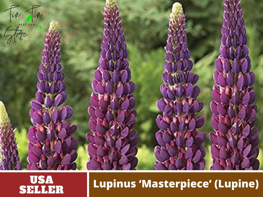 Lupinus masterpiece lupine Lupine Seeds Lupinus Bluebonnet authentic ...