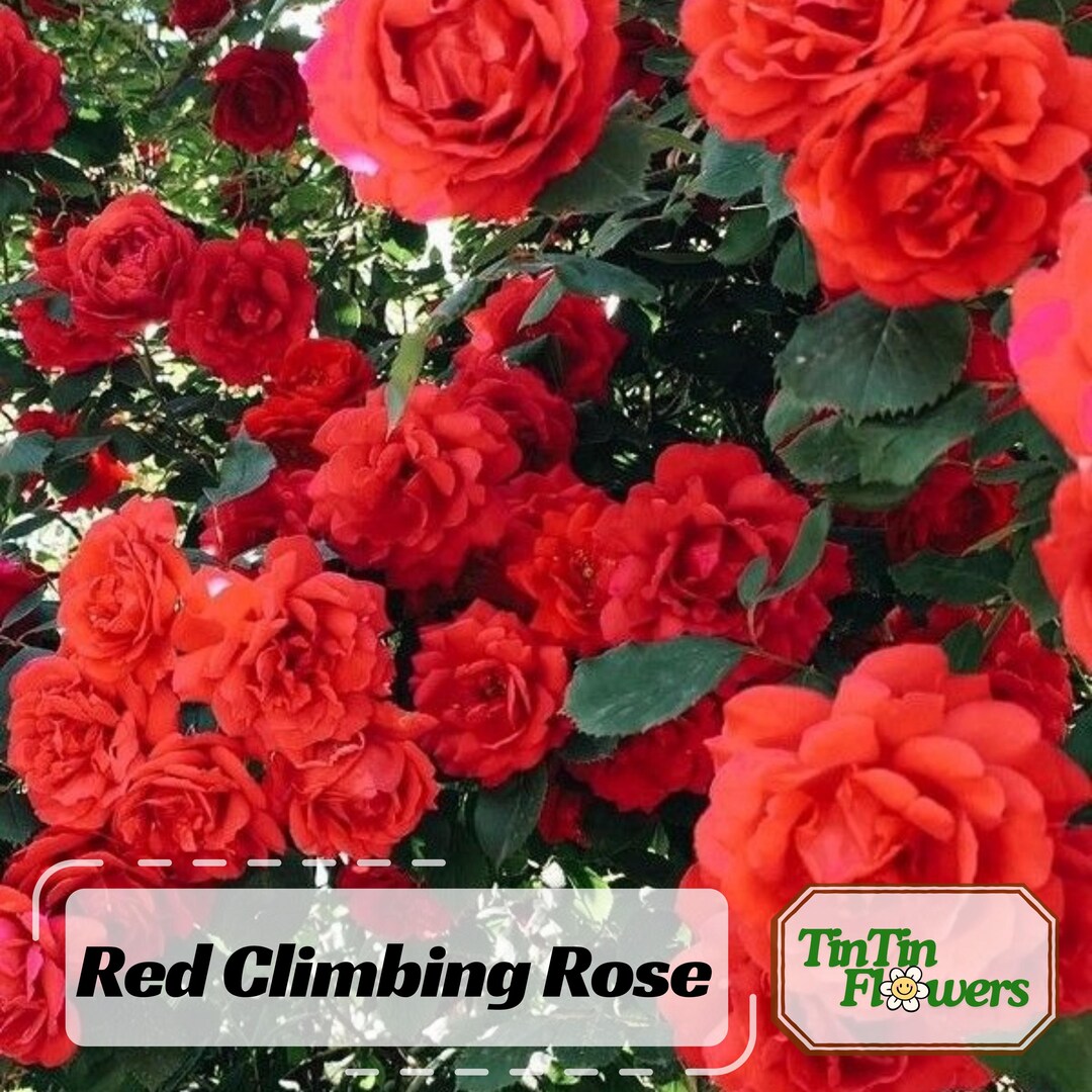 Red Climbing Rose Seeds--perennial - Authentic Seeds - Mix Seeds - Late ...