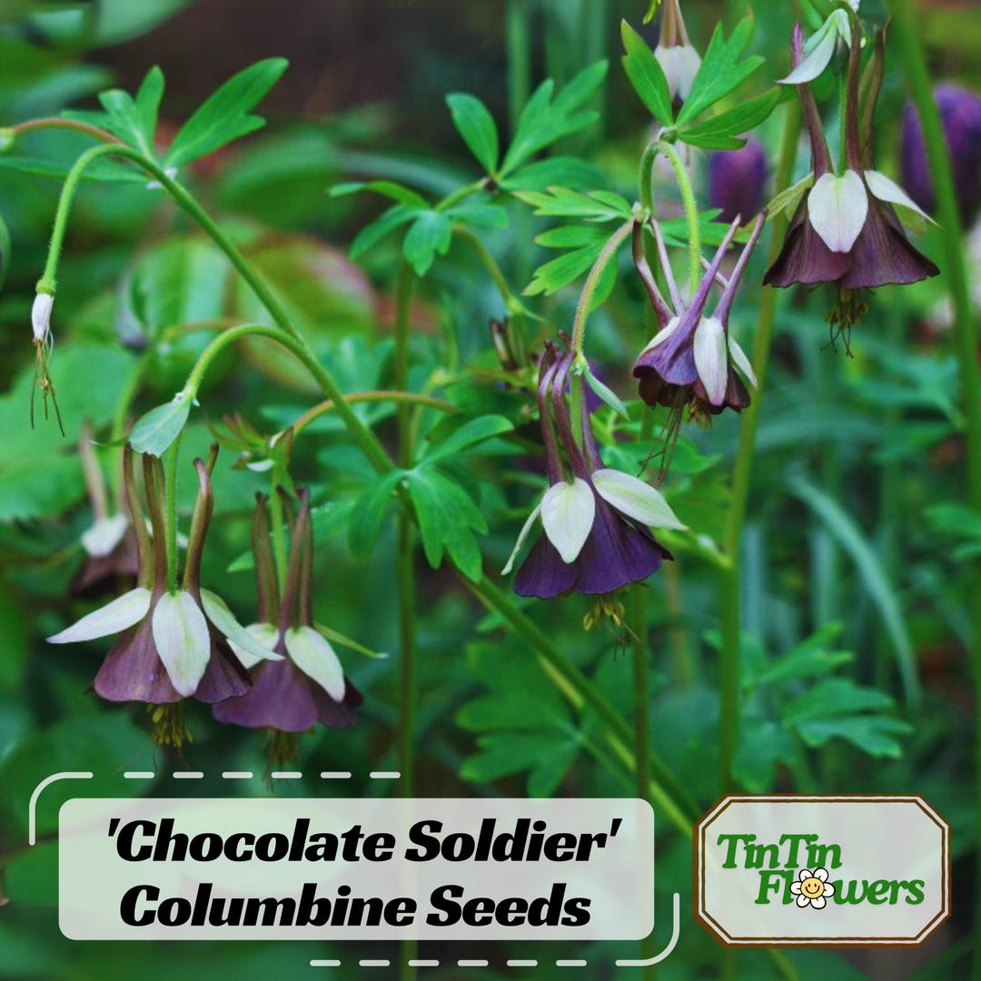 Aquilegia Viridiflora 'chocolate Soldier' Columbine Seeds – Rare Dark ...