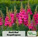 Dark Red Snapdragons Seeds - Cold Resistant - Potted - Attracts ...
