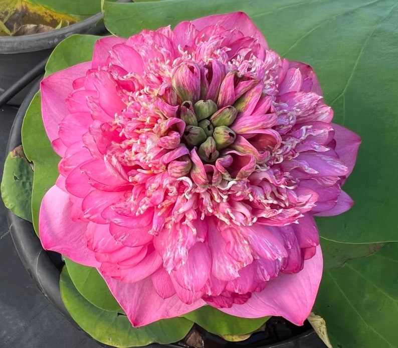 5 Rare Seeds| Red Kaveri Lotus Seeds - Indian Lotus (nelumbo Nucifera ...