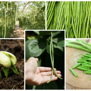 20 Seeds Yard Long Bean Seeds Perennial authentic Seeds-flowers organic ...