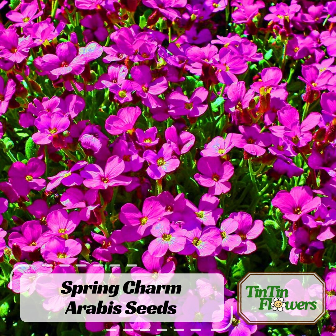 Spring Charm Arabis Flower Seeds. - Authentic Seeds ~ GMO Free ~ Seeds ...