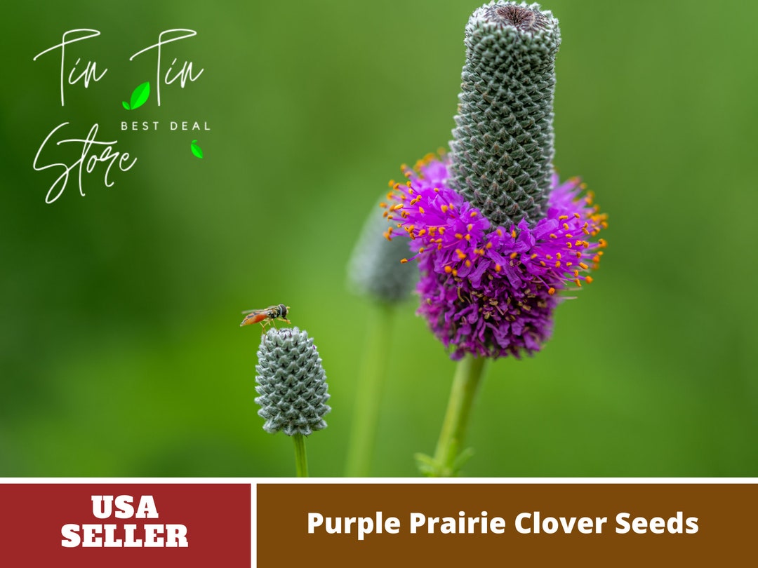 Purple Prairie Clover Seeds perennial authentic Seeds-flowers organic ...