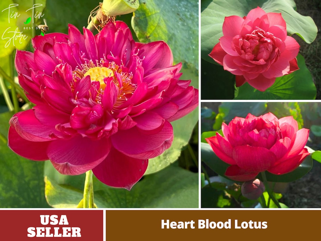 5 Rare Seeds Heart Blood Lotus Seeds Indian Lotus nelumbo Nucifera ...
