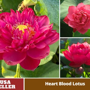 5 Rare Seeds Heart Blood Lotus Seeds Indian Lotus nelumbo Nucifera ...