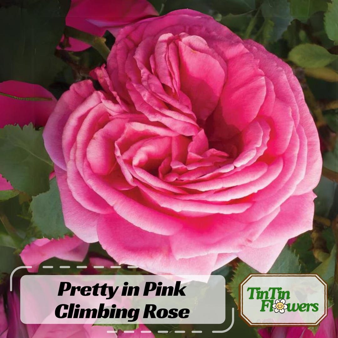 Pretty in Pink Climbing Rose Seeds-perennial -authentic Seeds-flowers ...