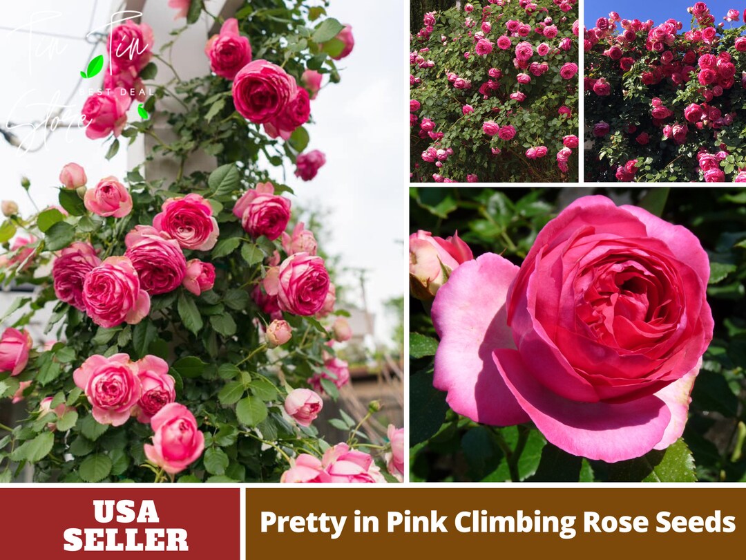 Pretty in Pink Climbing Rose Seeds-perennial authentic Seeds-flowers ...