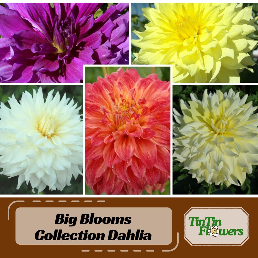 Mix Color Dahlia Seeds- Pollinator Friendly- Open Pollinated - Heirloom ...