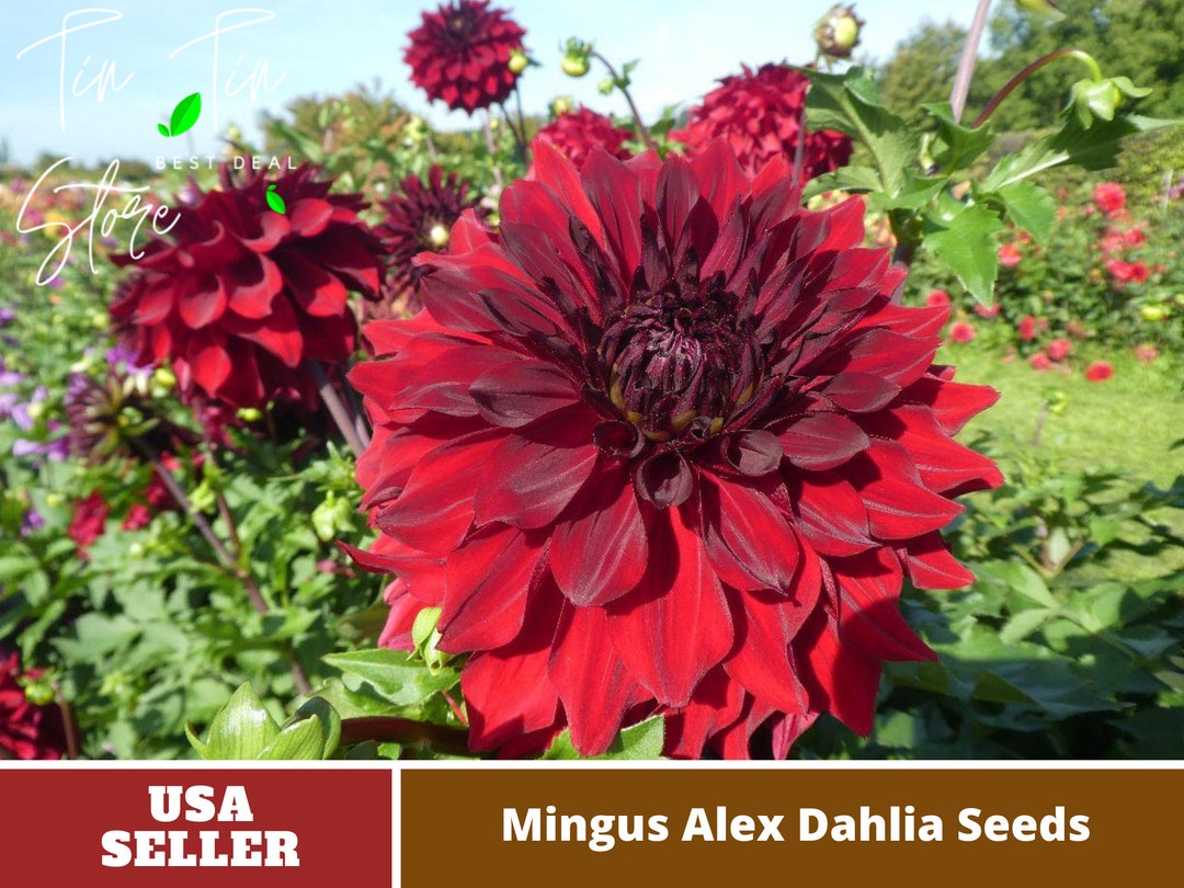 Red Mingus Alex Dahlia Perennial Flower Seeds-authentic Seeds-flowers ...
