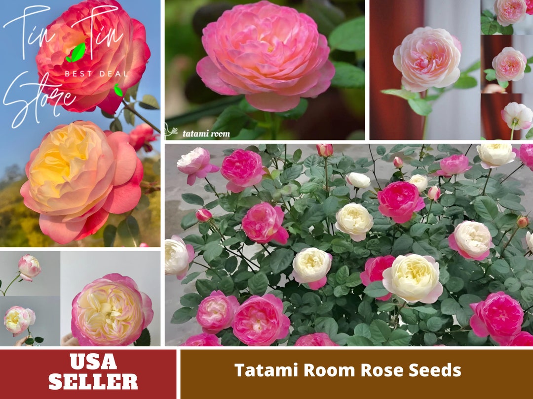 Tatami Room Rose Seeds perennial authentic Seeds-flowers organic. Non ...