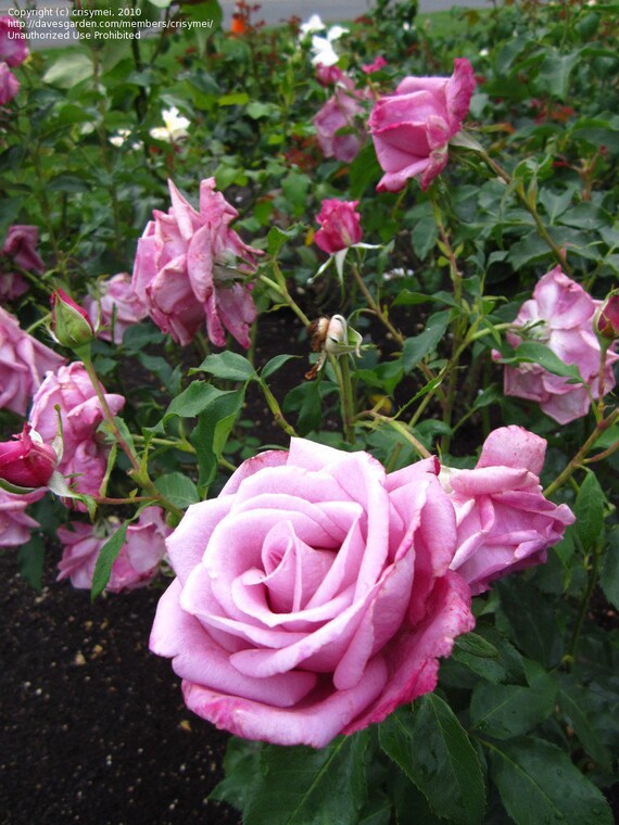 Bush Rose Fragrant Plum