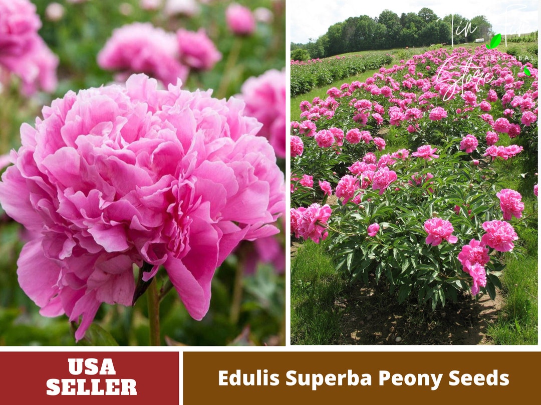 Edulis Superba Peony Seeds perennial authentic Seeds-flowers organic. Non GMO vegetable mix ...