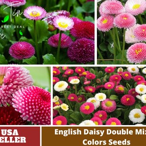 English Daisy Double Mix Seeds-perennial authentic Seeds-flowers ...
