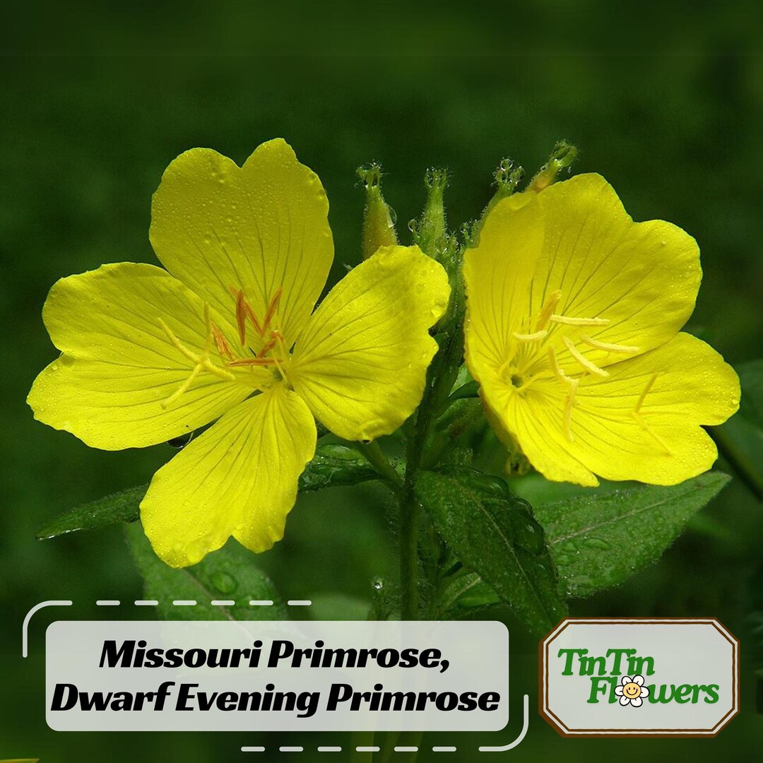 Missouri Primrose (dwarf) - Oenothera Macrocarpa - Evening Primrose ...