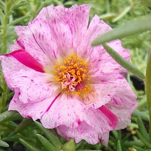 Moss Rose Seeds - Peppermint - Portulaca Seeds - Drought Resistant ...