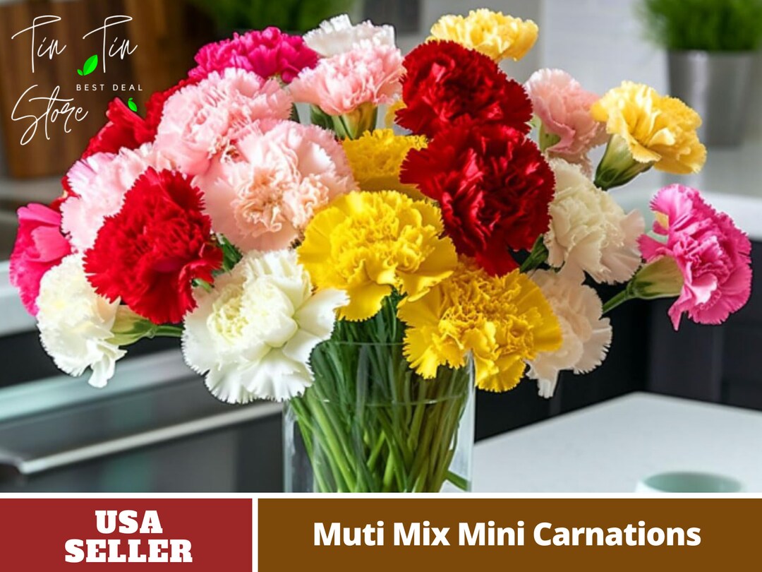 Muti Mix Mini Carnations Dianthus Seeds authentic Seeds-flowers organic ...