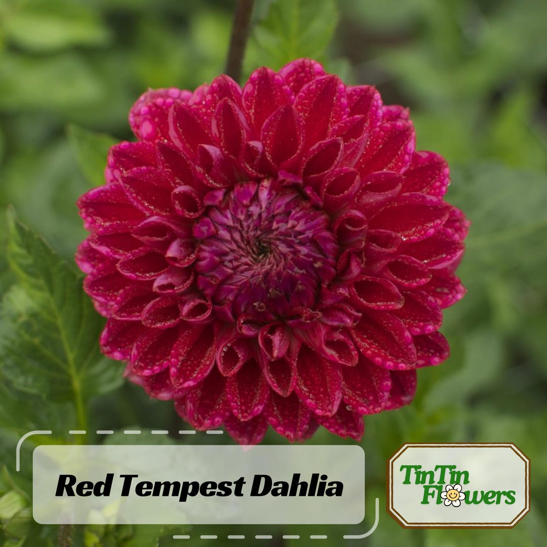 Red Tempest Dahlia Seeds -pollinator Friendly- Open Pollinated ...