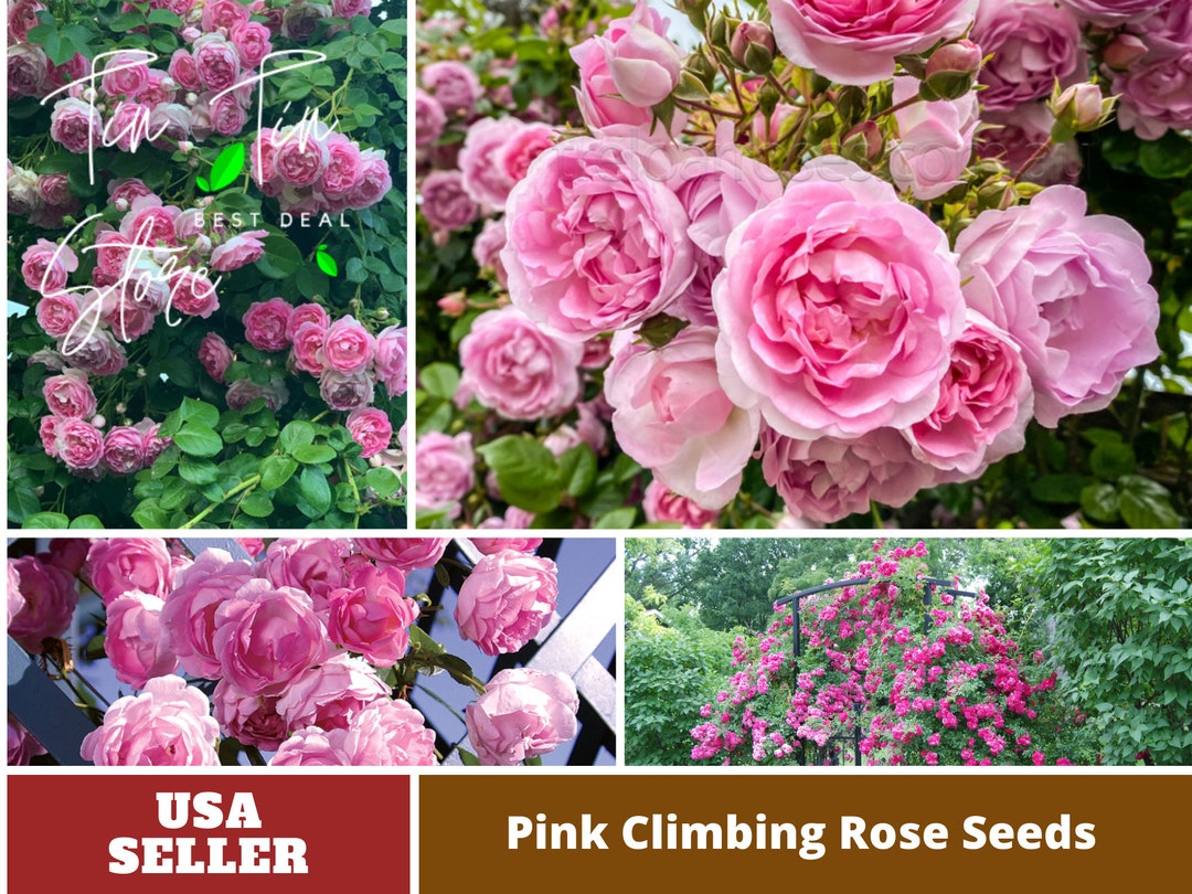 Pink Climbing Roses Seeds Perennial Authentic Seeds-flowers organic ...