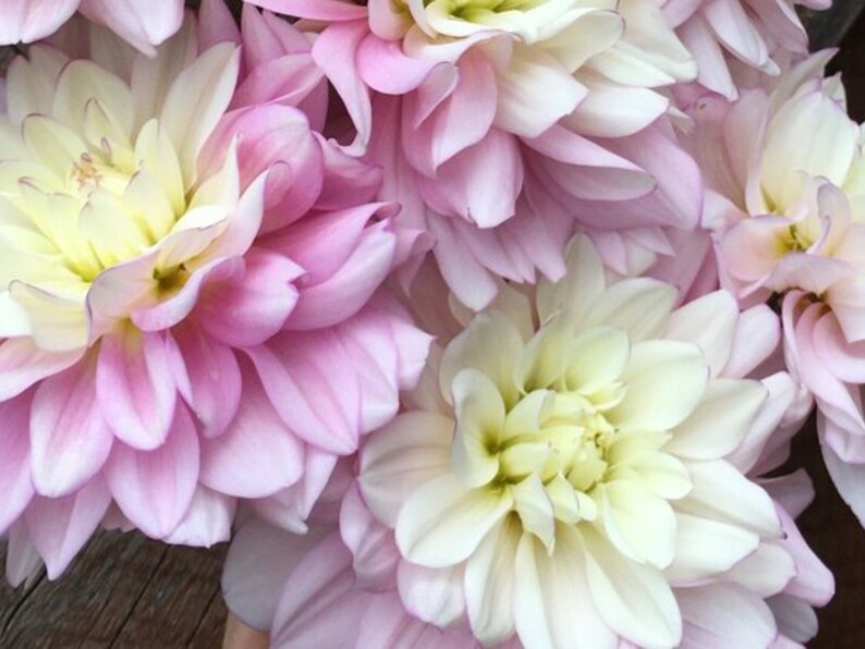 40 Seeds Charlotte Mae Dahlia Seeds perennial authentic - Etsy